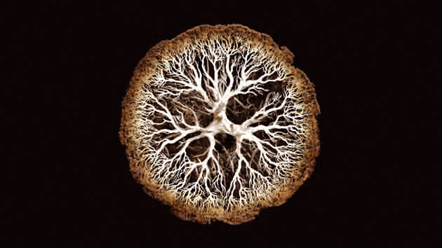 La théorie de l'évolution en BD (partie 1) | Kidi'science