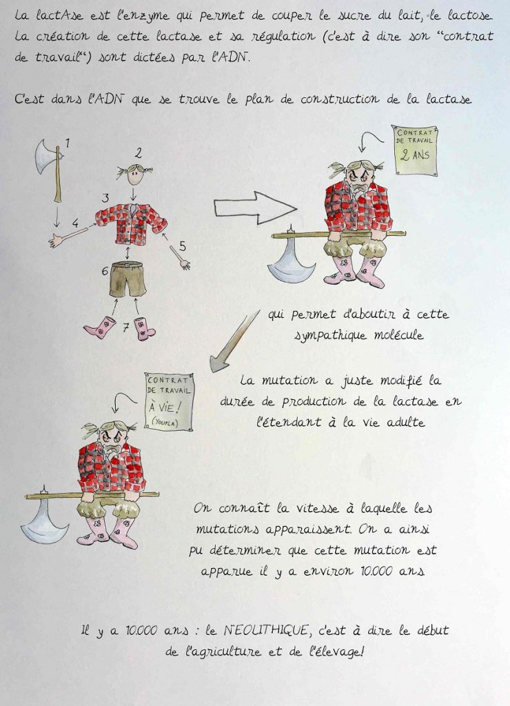 Une histoire de lactose et d'évolution ! | Kidi'science