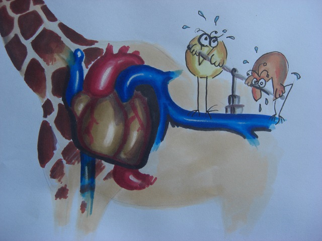 Le cœur de la girafe | Kidi'science