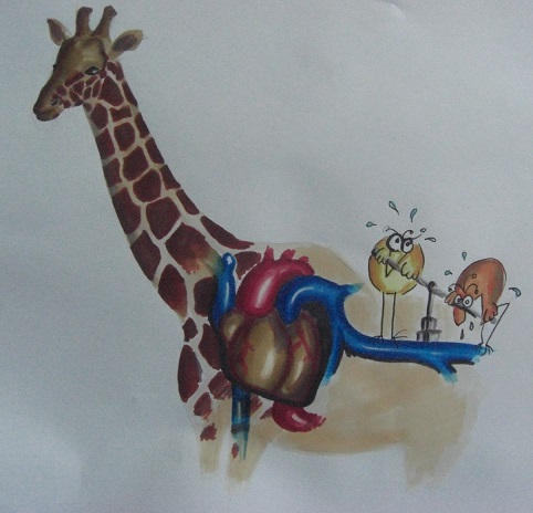 Le cœur de la girafe | Kidi'science