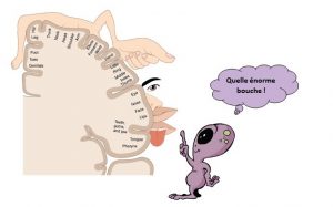 homonculus | Kidi'science